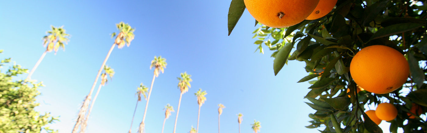 Lee & Associates Orange Commercial Real Estate